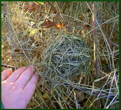 Statfold Wood - Woodland Trust