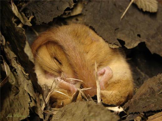 Statfold Wood - Woodland Trust