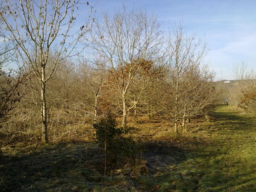 Statfold Wood - Woodland Trust