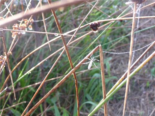 Statfold Wood - Woodland Trust
