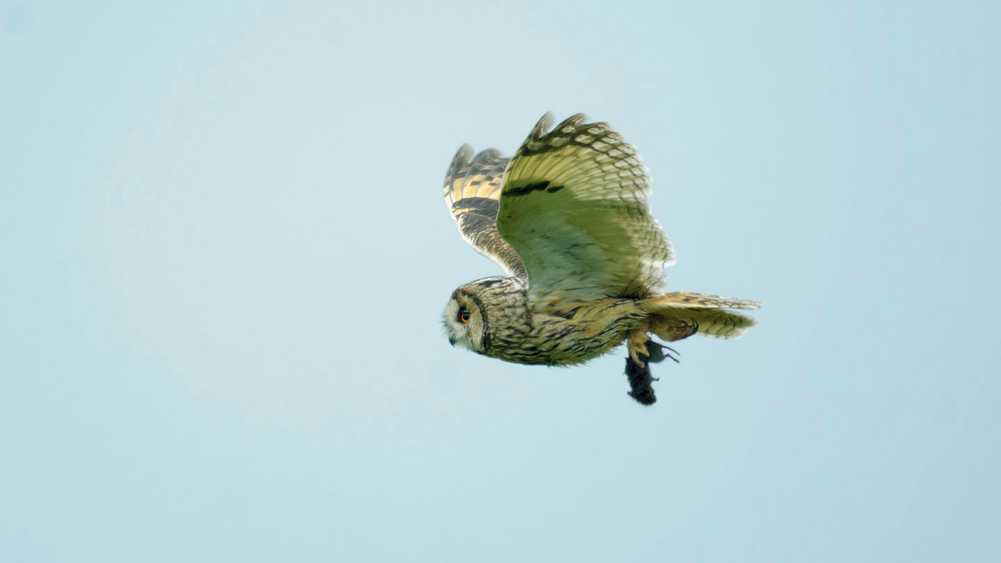 Long-Eared Owl (Asio otus) - British Birds - Woodland Trust