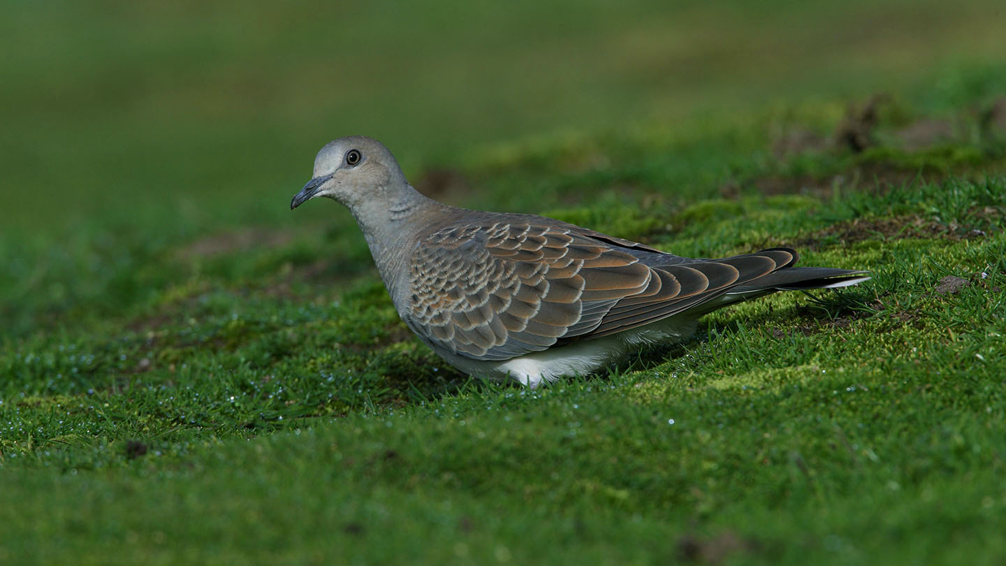Turtle Dove (Streptopelia turtur) - British Birds - Woodland Trust