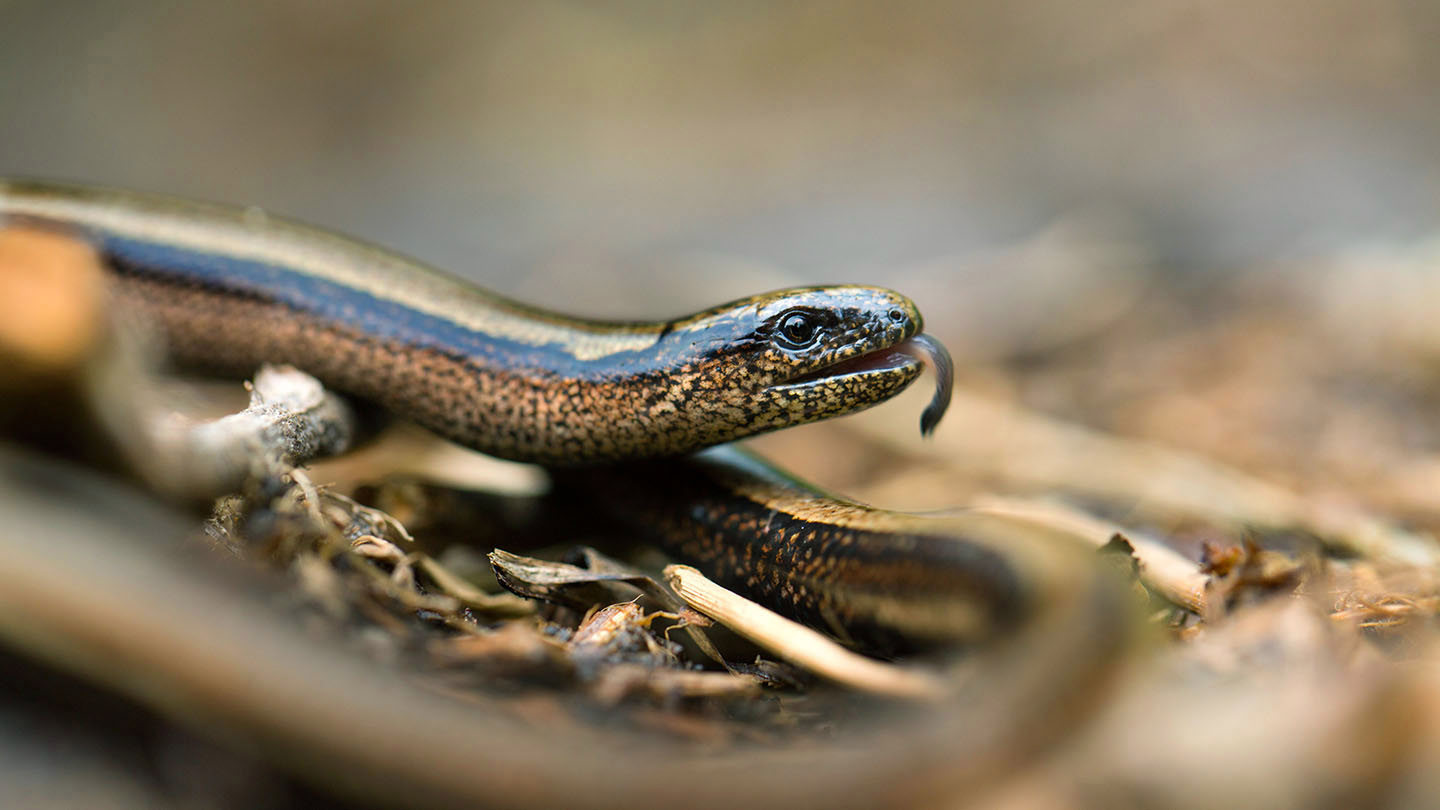 How To Increase Biodiversity In Your Garden - Woodland Trust - Woodland ...