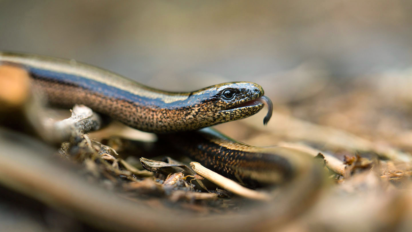 Slow Worm Anguis Fragilis British Reptiles Woodland Trust