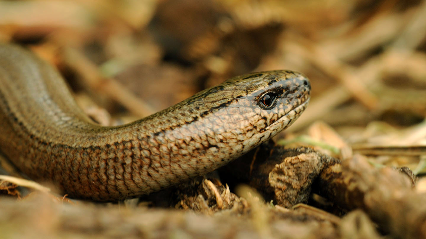 Slow Worm (Anguis fragilis) - British Reptiles - Woodland Trust