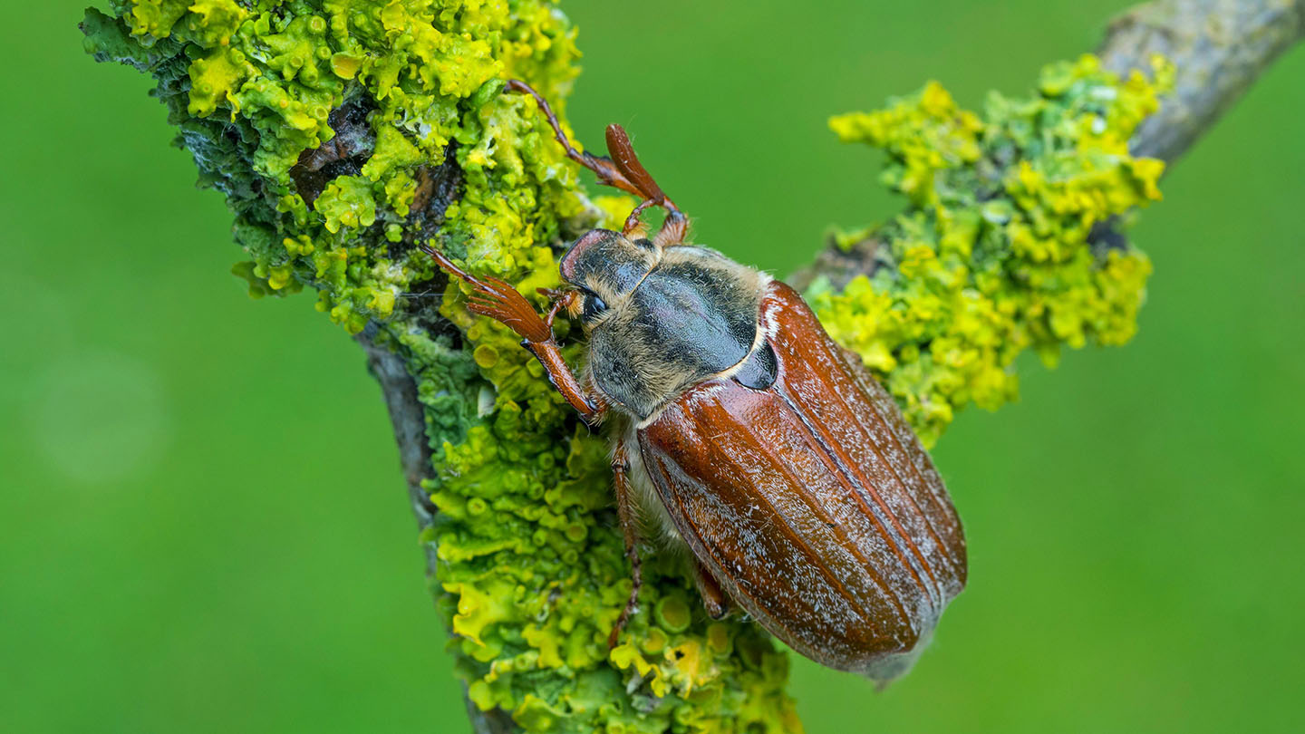 Cockchafer Beetle (Melolontha melolontha) - Woodland Trust