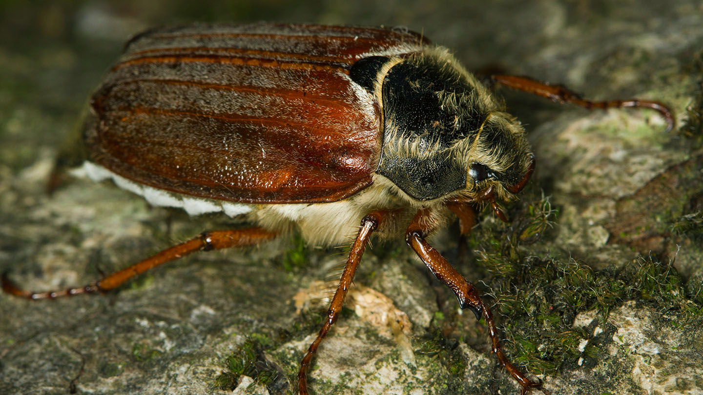 Cockchafer Beetle (Melolontha melolontha) - Woodland Trust