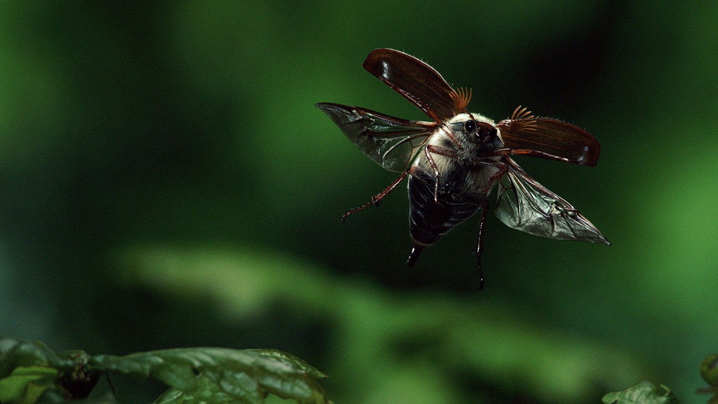 Cockchafer Beetle (Melolontha melolontha) - Woodland Trust