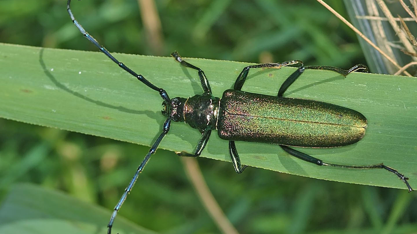 Musk Beetle (Aromia moschata) - Woodland Trust