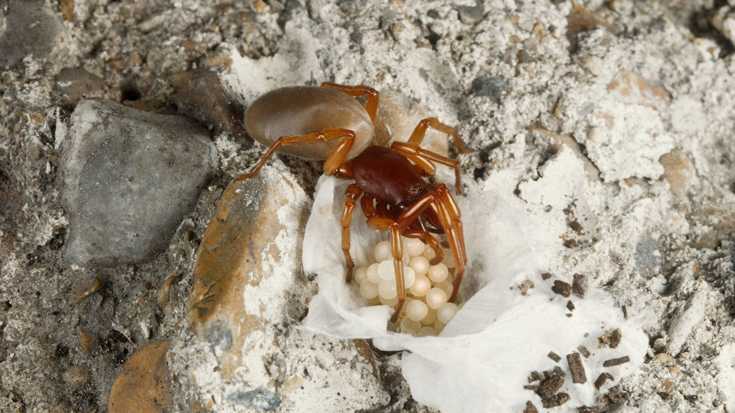 Woodlouse Spider (Dysdera crocata) - Woodland Trust