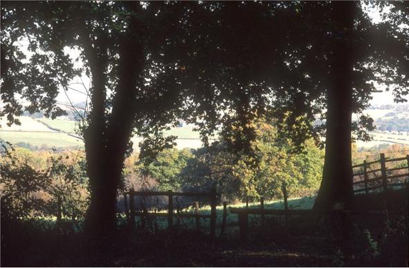Bagger Wood - Woodland Trust