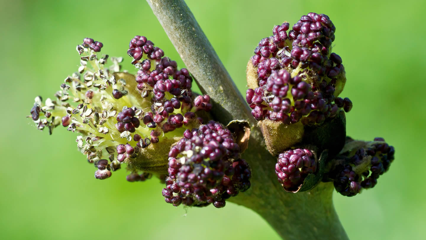 How to Identify Trees: A Simple Guide - Woodland Trust