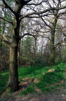 Bagger Wood - Woodland Trust