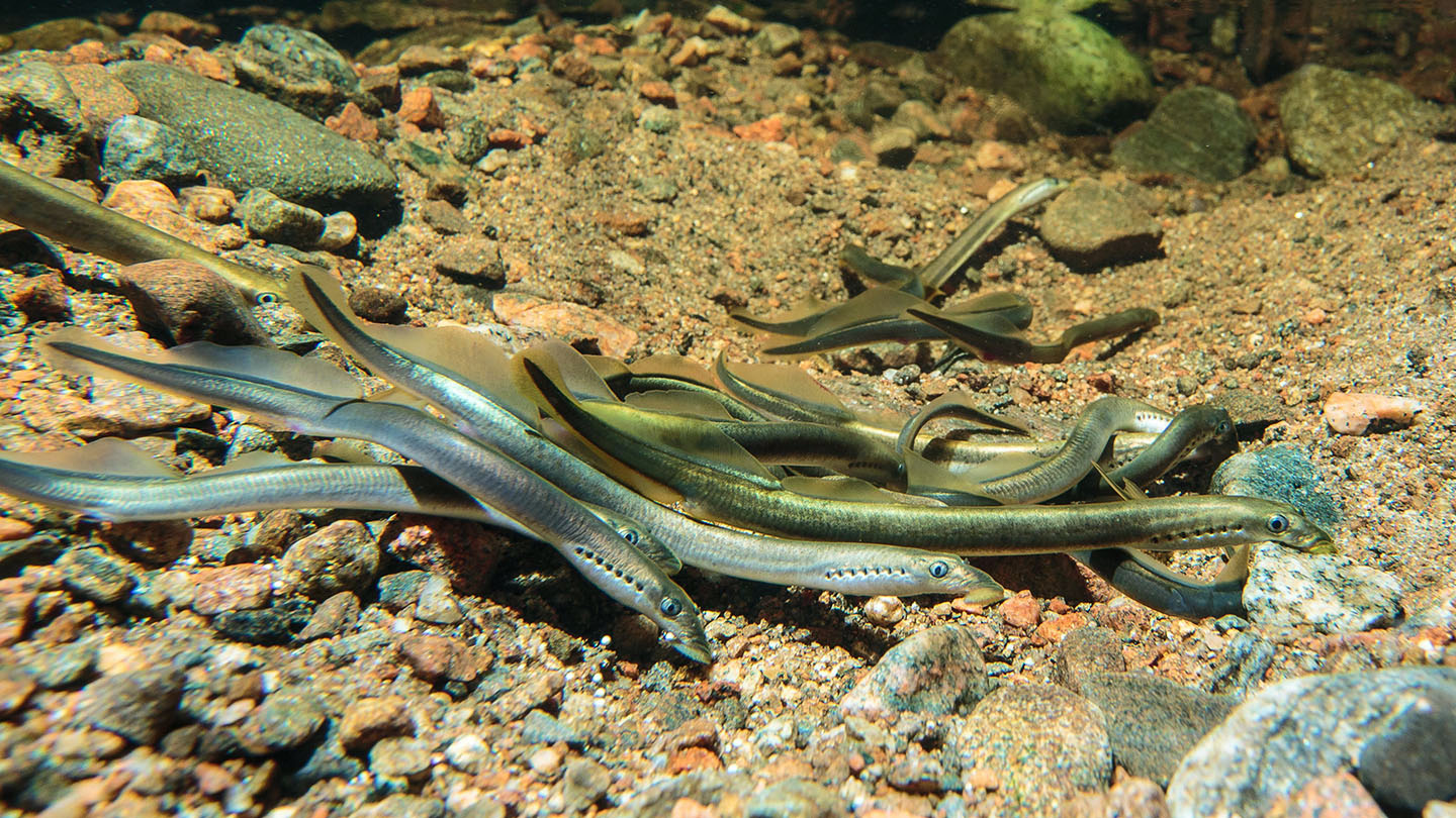 Brook Lamprey (Lampetra planeri) - Woodland Trust