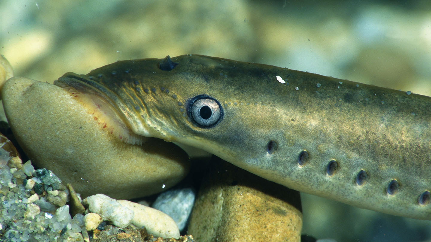 Brook Lamprey (Lampetra planeri) - Woodland Trust