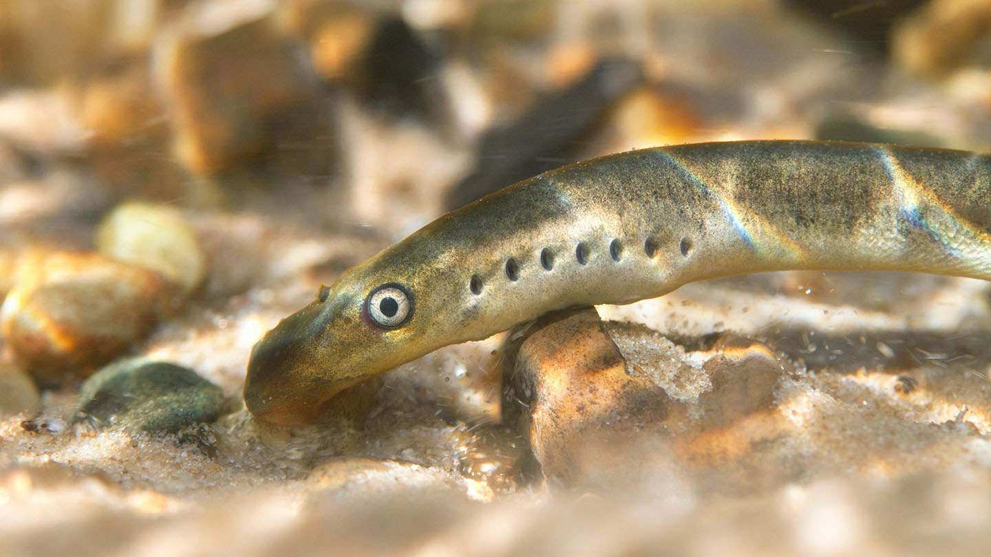Brook Lamprey (Lampetra planeri) - Woodland Trust