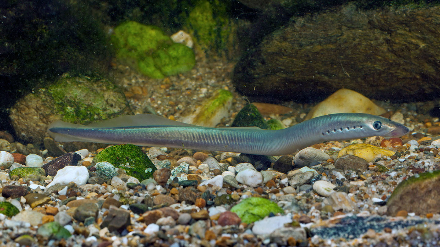Brook Lamprey (Lampetra planeri) - Woodland Trust