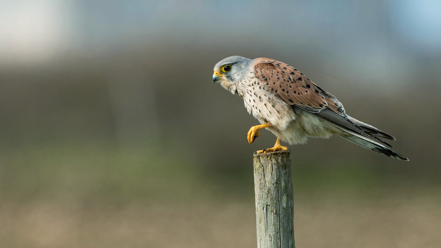 Kestrel (Falco tinnunculus) - British Birds - Woodland Trust