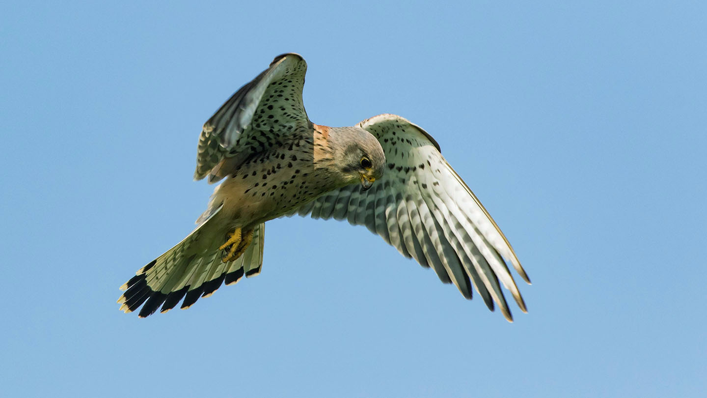 Kestrel (Falco tinnunculus) - British Birds - Woodland Trust