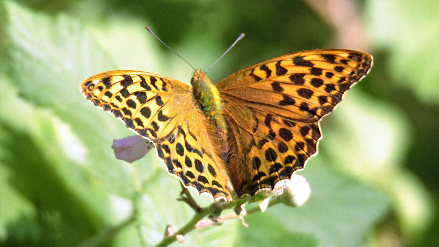 Silver-Washed Fritillary (Argynnis paphia) - Woodland Trust