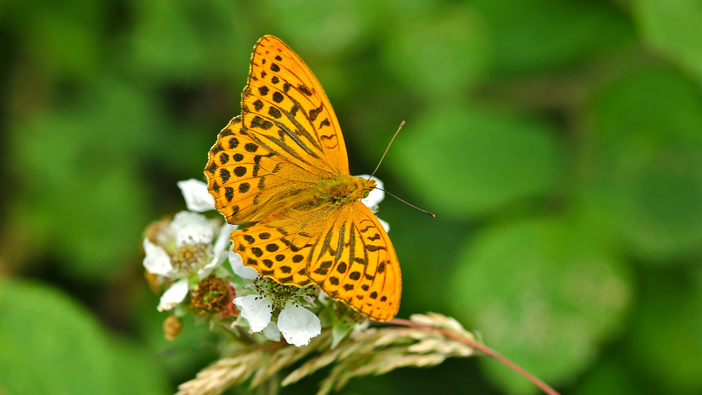 Silver-Washed Fritillary (Argynnis paphia) - Woodland Trust