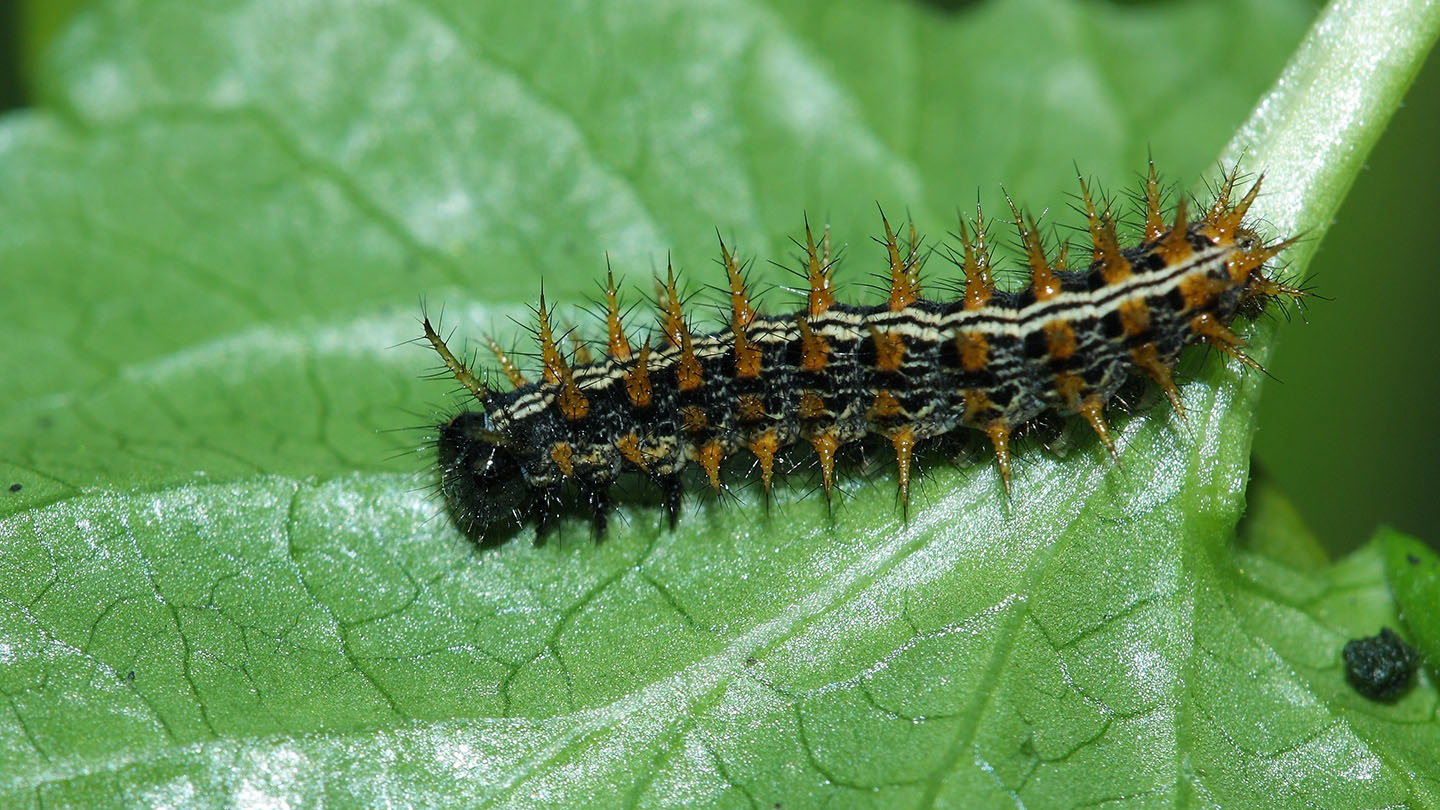 Silver-Washed Fritillary (Argynnis paphia) - Woodland Trust