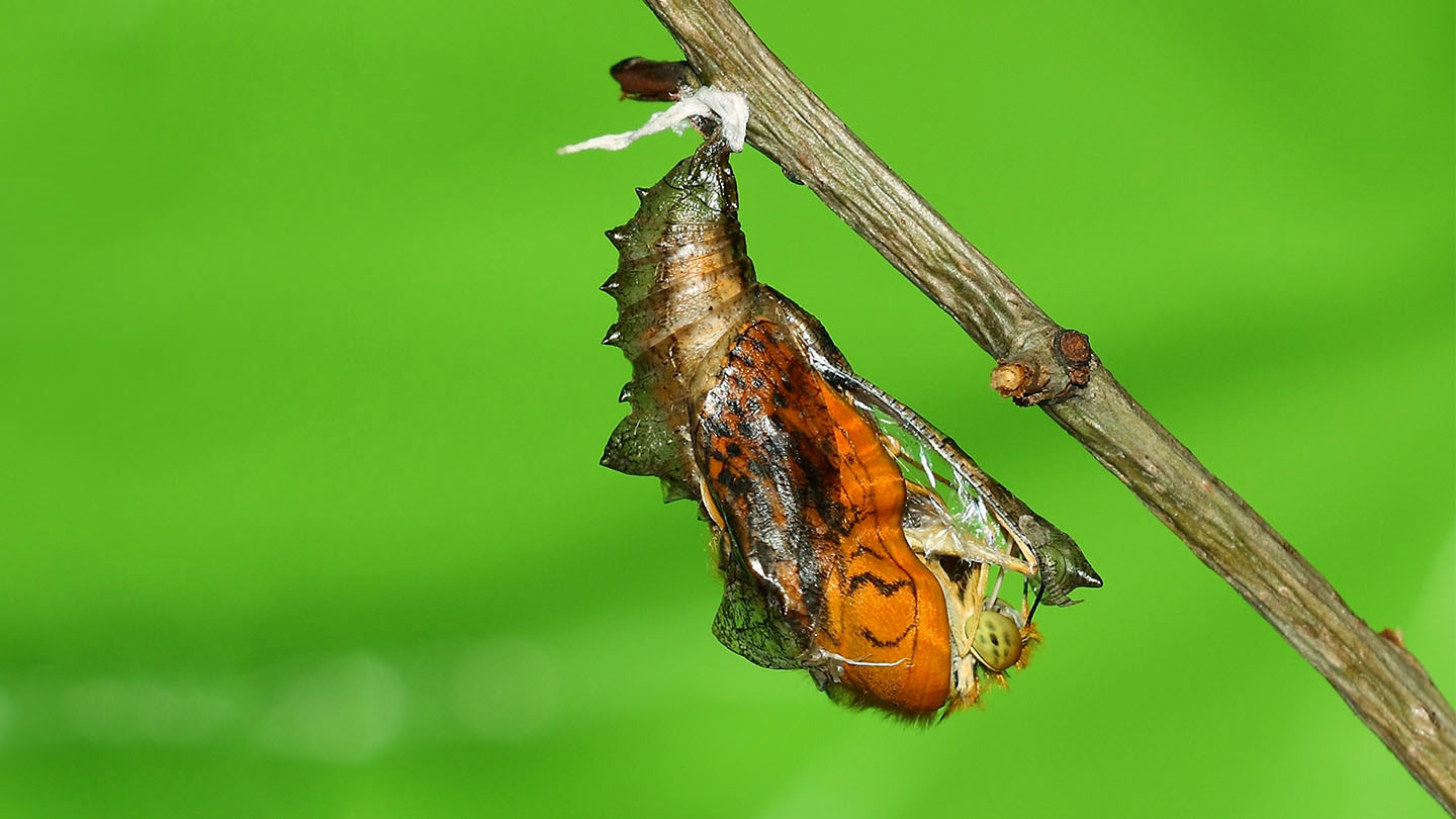 Silver-Washed Fritillary (Argynnis paphia) - Woodland Trust