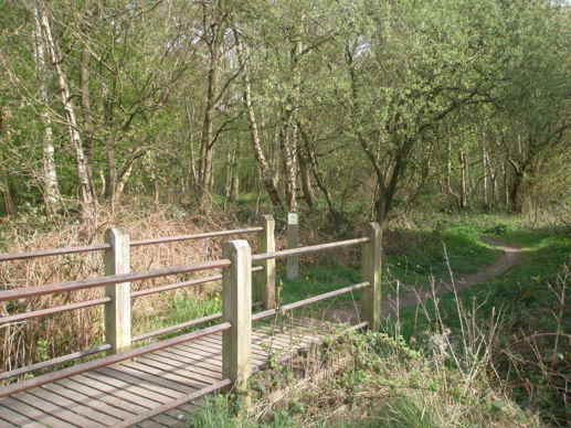 Sandymoor Wood - Woodland Trust