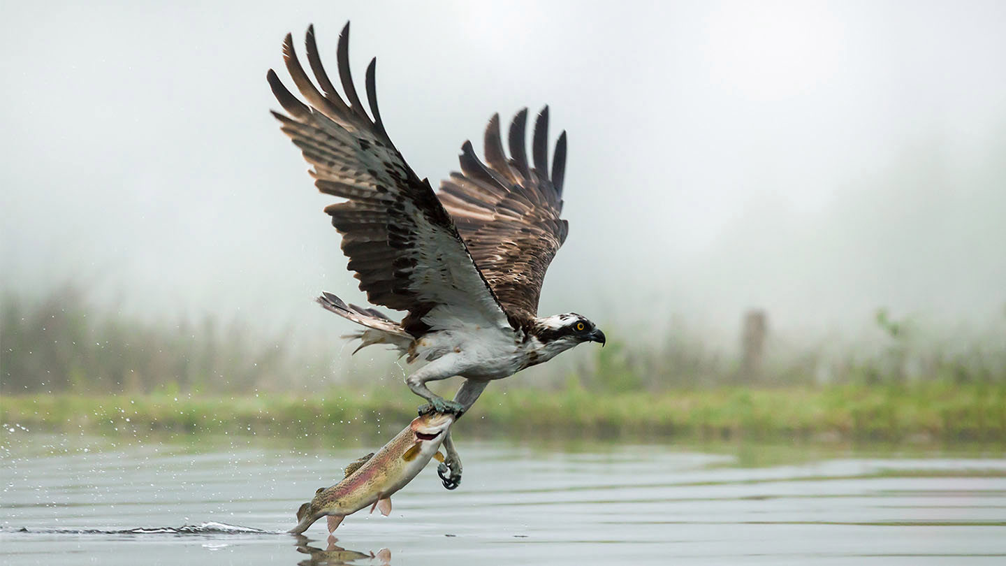 Osprey (Pandion haliaetus) - British Birds - Woodland Trust