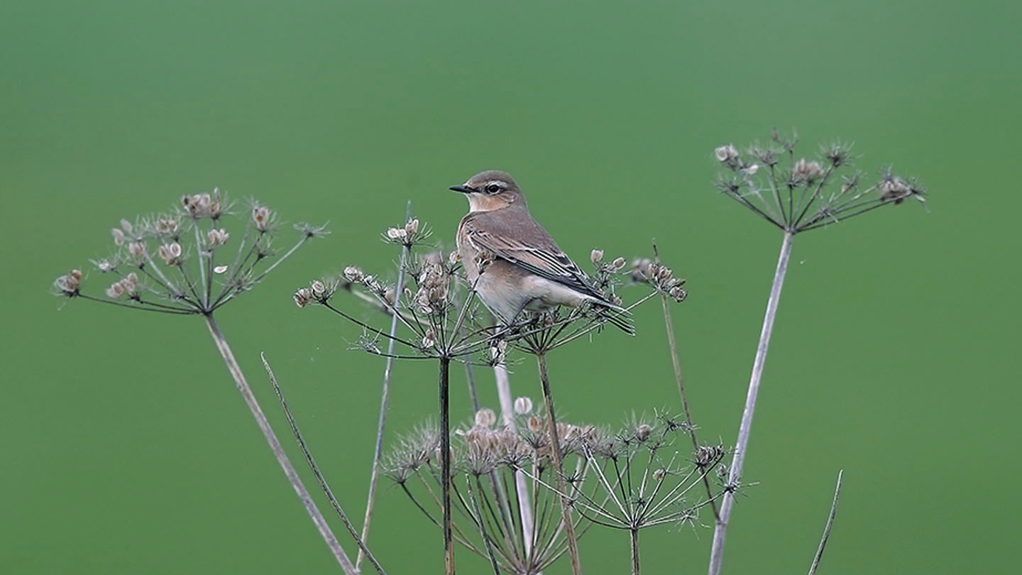 Wheatear (Oenanthe oenanthe) - British Birds - Woodland Trust