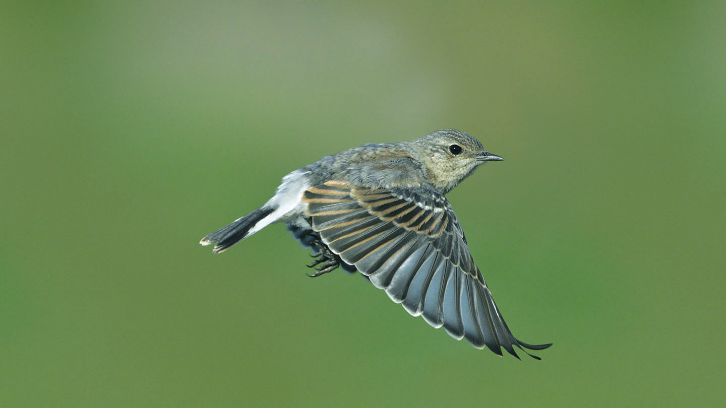 Wheatear (Oenanthe oenanthe) - British Birds - Woodland Trust