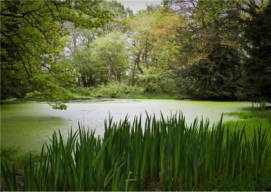 Staffhurst Wood - Woodland Trust