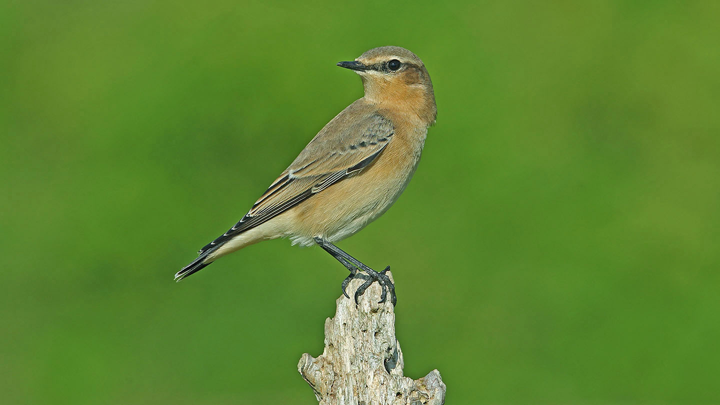 Wheatear (Oenanthe oenanthe) - British Birds - Woodland Trust