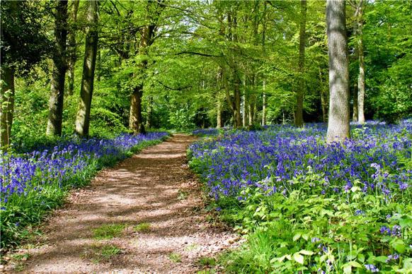 Staffhurst Wood - Woodland Trust
