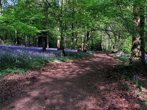 Staffhurst Wood - Woodland Trust