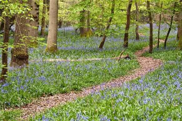 Staffhurst Wood - Woodland Trust