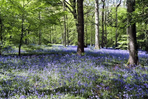 Staffhurst Wood - Woodland Trust