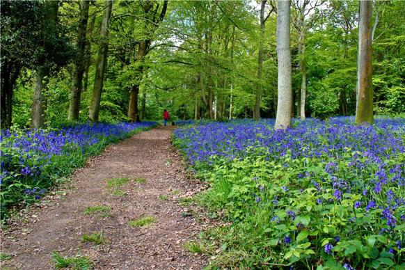 Staffhurst Wood - Woodland Trust