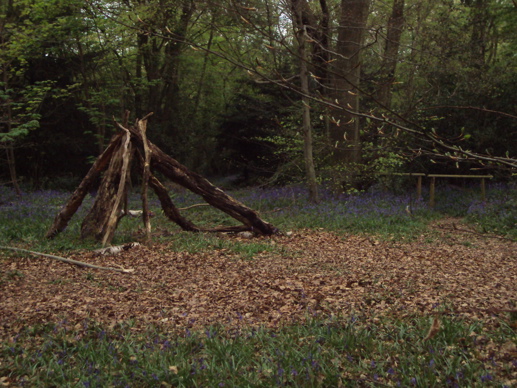 Staffhurst Wood - Woodland Trust