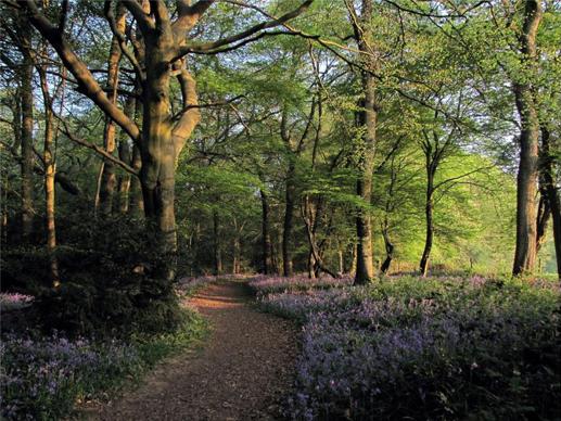 Staffhurst Wood - Woodland Trust
