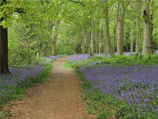 Staffhurst Wood - Woodland Trust