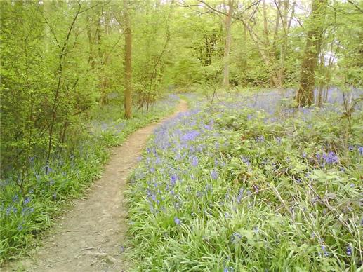Staffhurst Wood - Woodland Trust