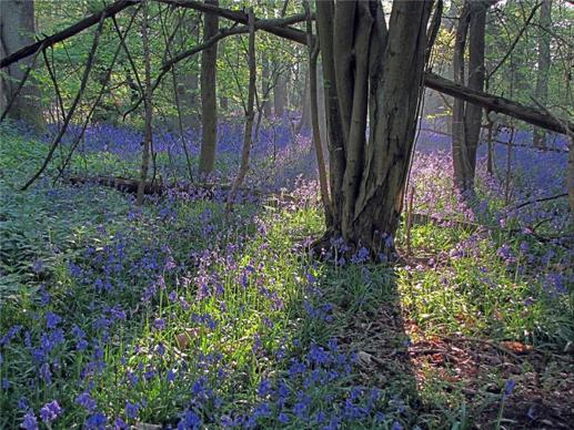 Staffhurst Wood - Woodland Trust