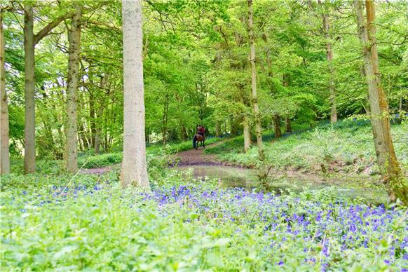 Staffhurst Wood - Woodland Trust