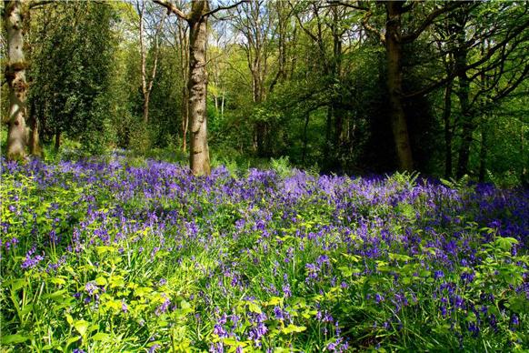 Staffhurst Wood - Woodland Trust