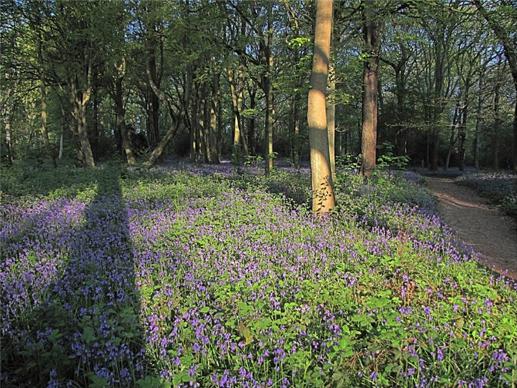 Staffhurst Wood - Woodland Trust