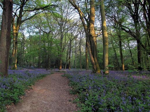 Staffhurst Wood - Woodland Trust