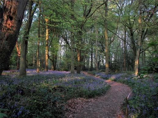 Staffhurst Wood - Woodland Trust