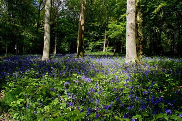 Staffhurst Wood - Woodland Trust