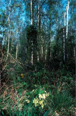 Clamp Rough & Gallows Grove - Woodland Trust
